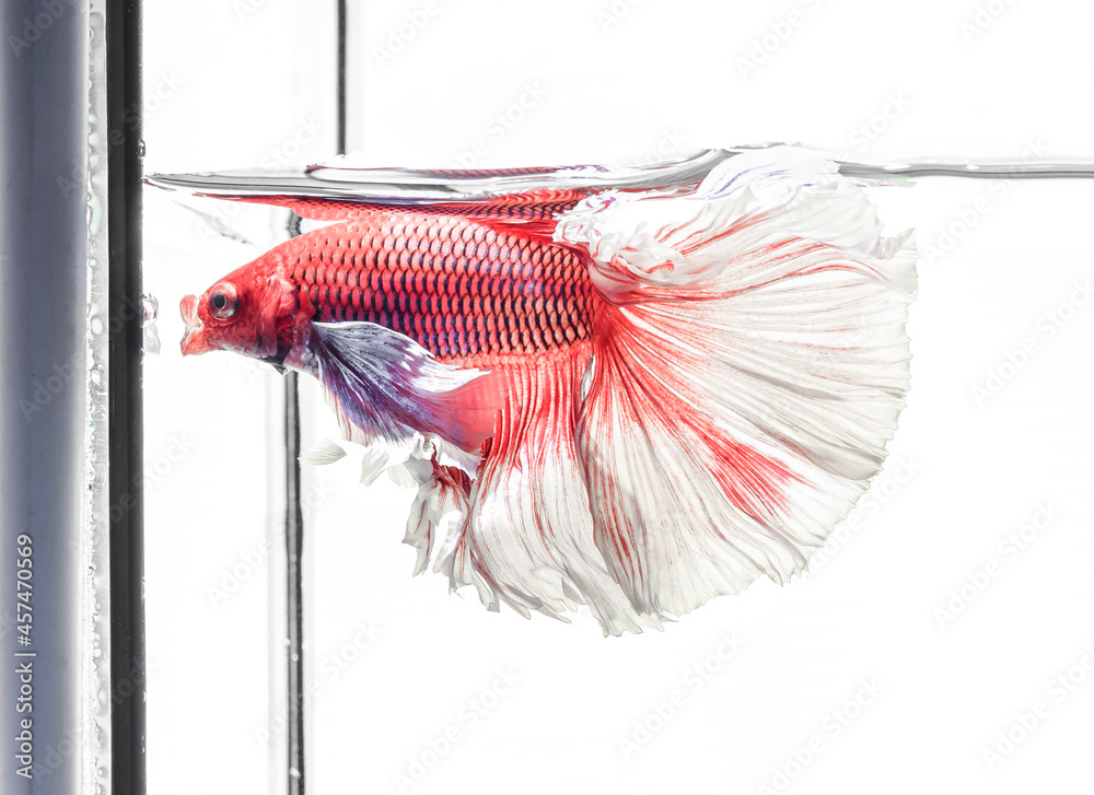 Siamese fighting fish,Betta splendens, red fish swimming in the ...