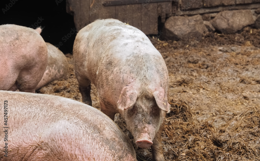 Group of happy pigs living in a farm house with a garden or in a open ...