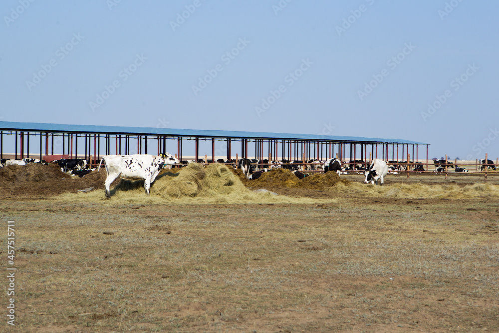 Stockfoto cow, farm, animal, cattle, agriculture, grass, calf, cows ...