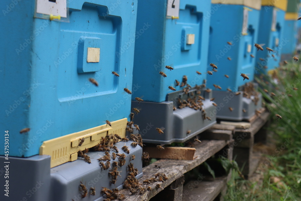 bees fly in the apiary at the end of August. Honey bees collect pollen ...