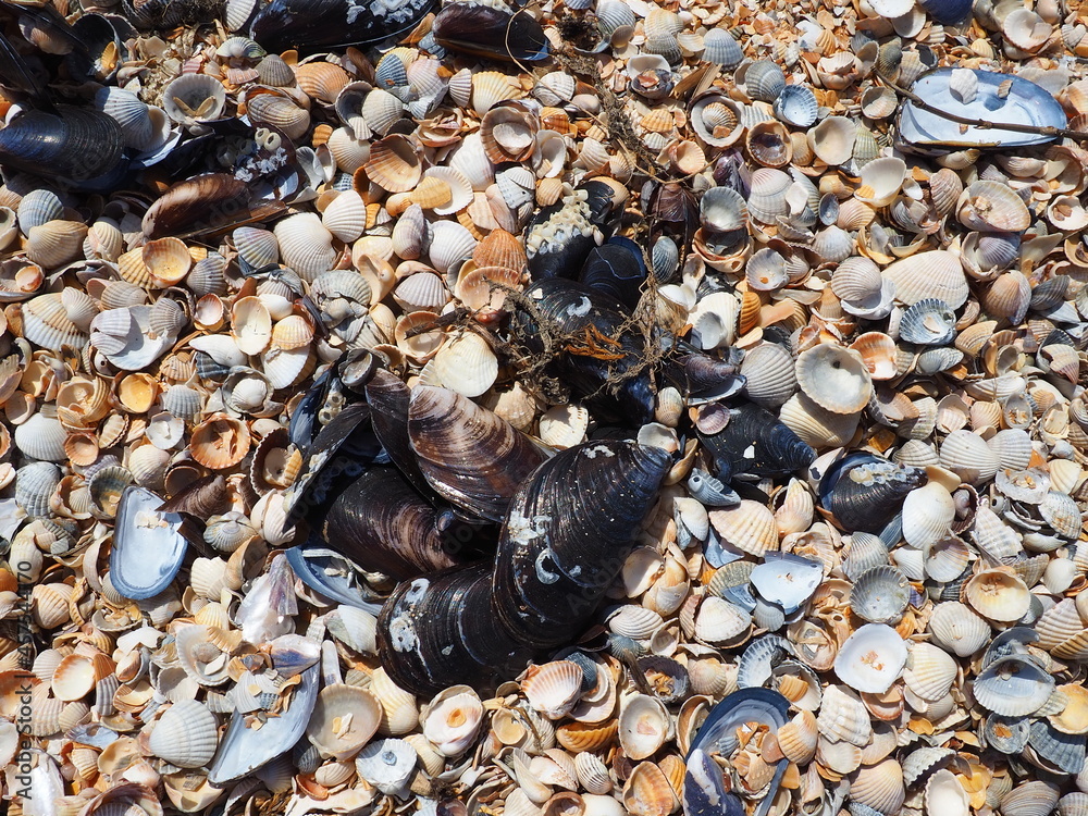 Shells from gastropods of bivalve molluscs. The Azov and Black seas ...