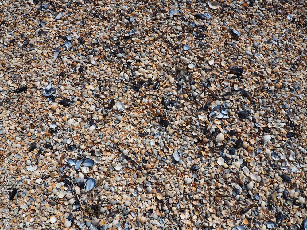 Shells from gastropods of bivalve molluscs. The Azov and Black seas ...