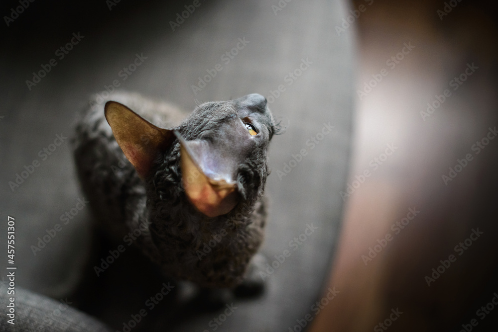 Foto de Cornish Rex is a breed of domestic cat. The Cornish Rex has no ...