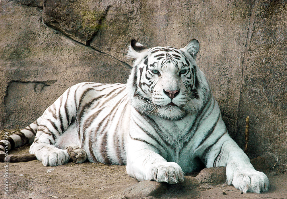 White Bengal tiger, Amur tiger albino, Bengal tiger albino. A white ...