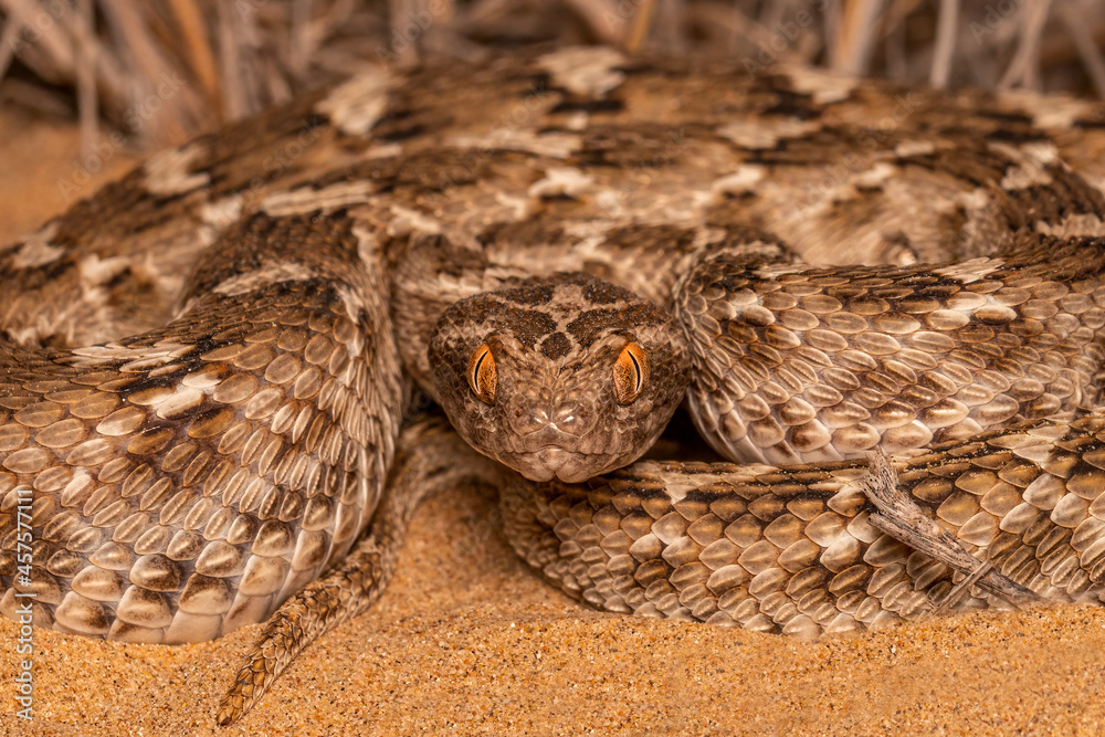 saw scaled viper from Dubai desert Stock Photo | Adobe Stock