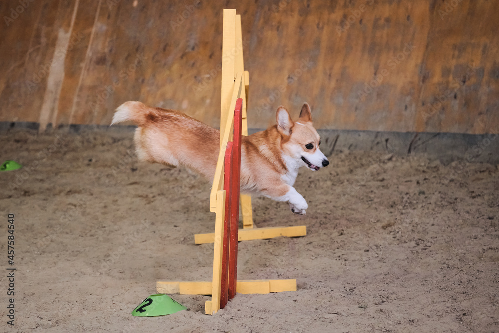 Red Welsh corgi Pembroke without tail runs fast and jumps high over ...