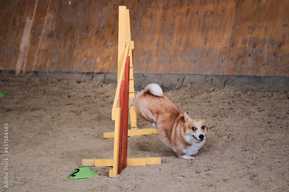 Red Welsh corgi Pembroke without tail runs fast and jumps high over ...