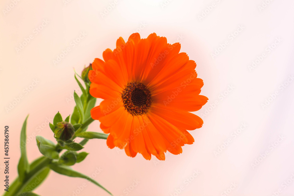 Flor anaranjada close-up - flor de caléndula sobre blanco - flor ...