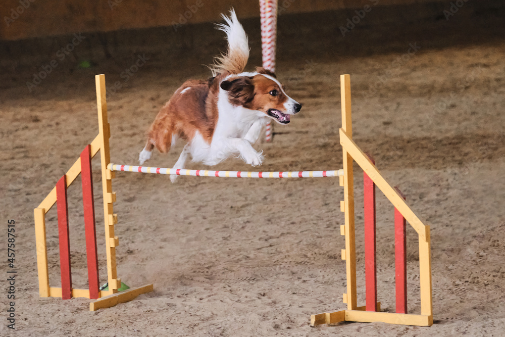 Red and white fluffy border collie runs fast and jumps high over ...