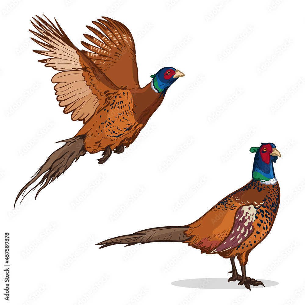 Colorful pheasants. Vector illustration of a pheasant isolated on a ...