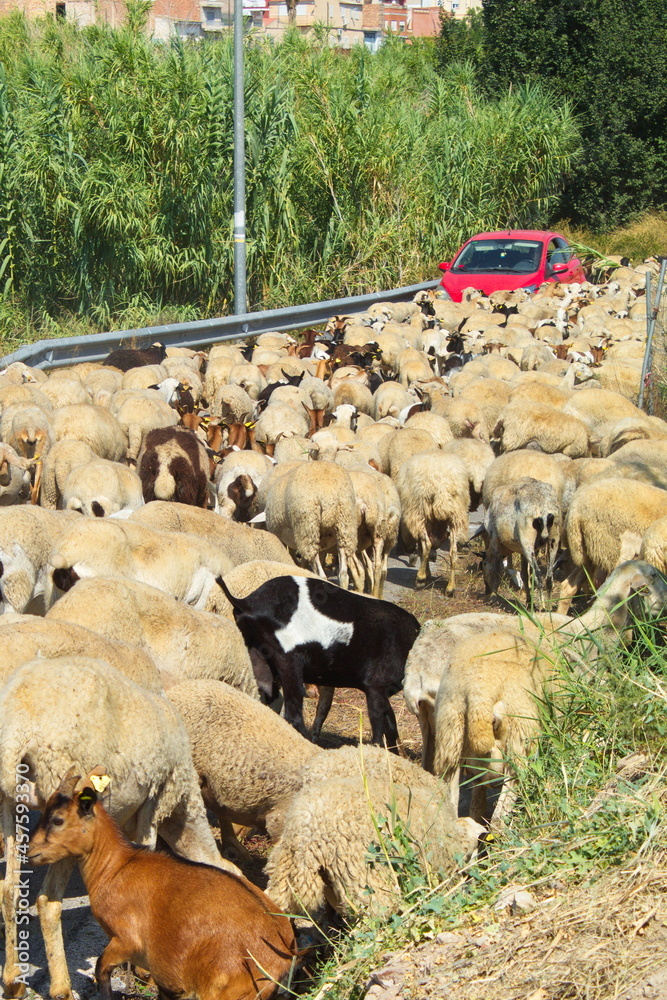 Nice flock of sheep and goats led by the shepherd through roads and ...