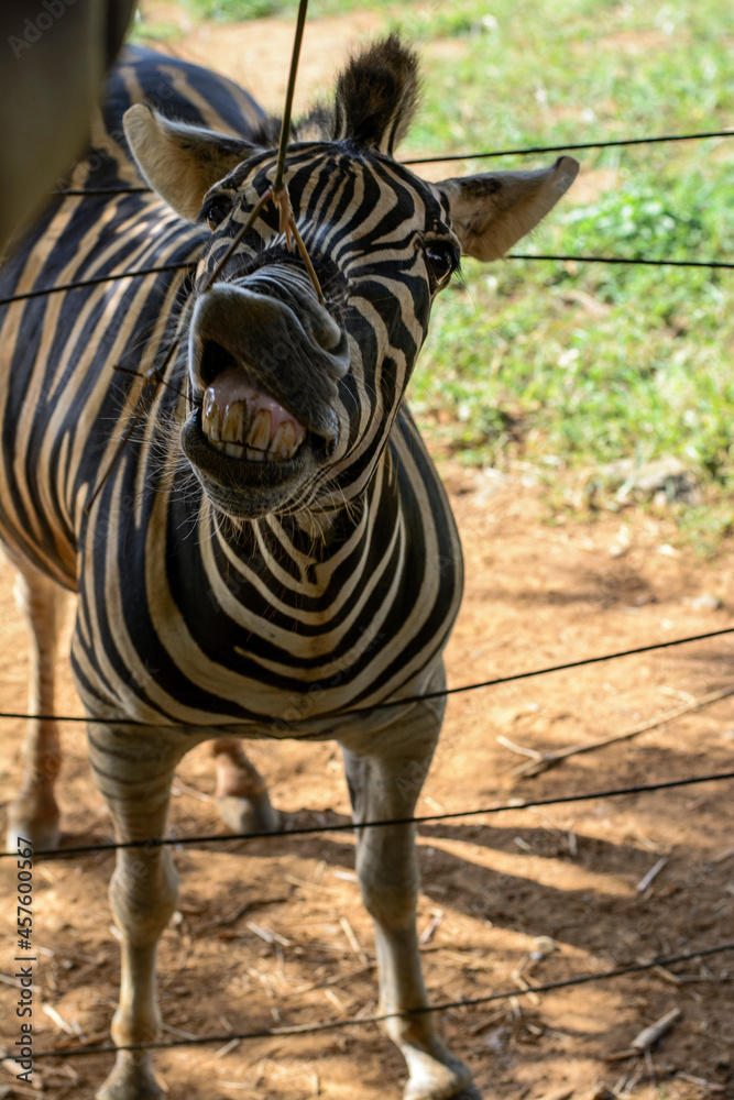 Curious zebra in the zoo in Salvador, Bahia, Brazil. Zebras are mammals ...