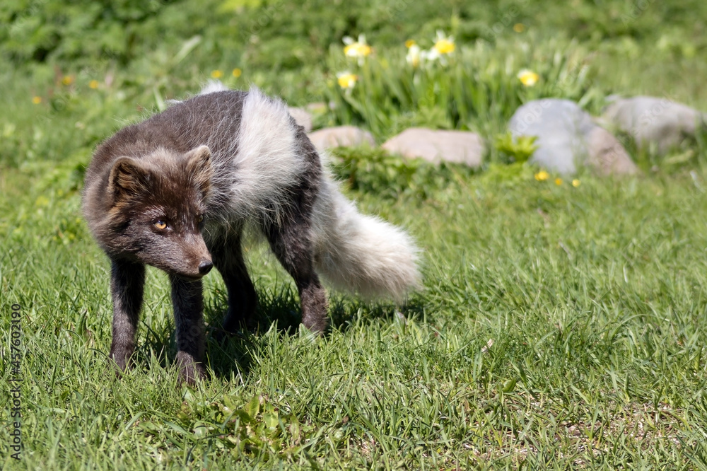 Arctic fox at Hornstrandir Nature Reserve, Westfjords, Iceland. Molting ...