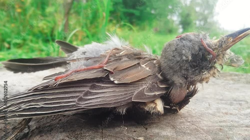 Corpse Of Bird Eated By Worms, Disgusting Shot Revealing Cycle Of Life ...