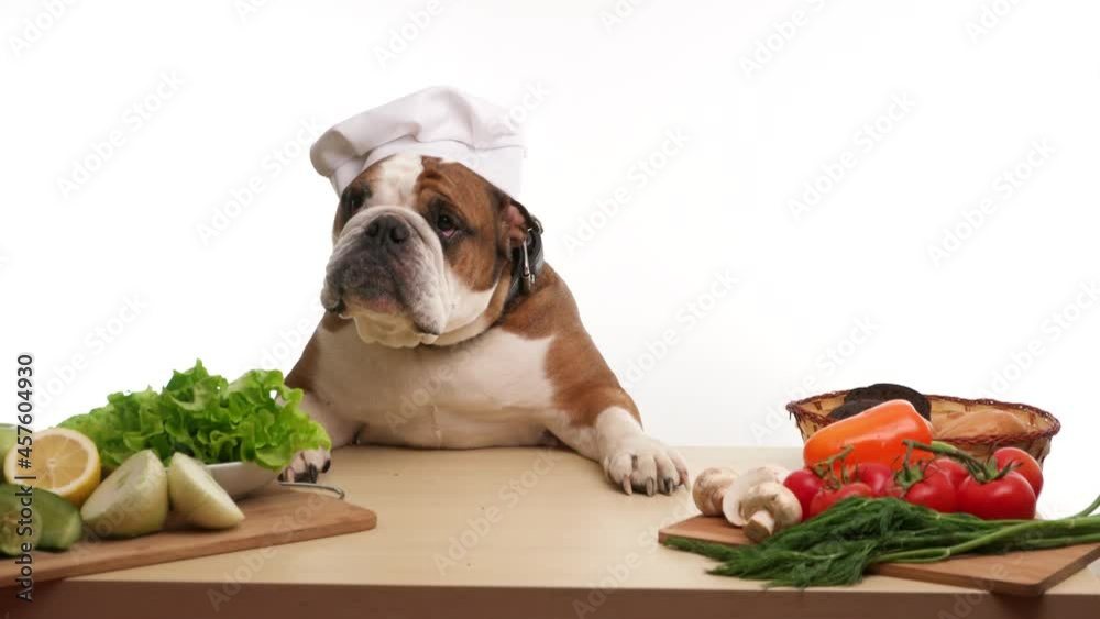 English Bulldog as a chef cooking isolated. The English Bulldog cooks ...
