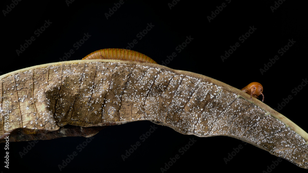 Millipede Asia on decomposing mango leaf showing its numerus legs and ...