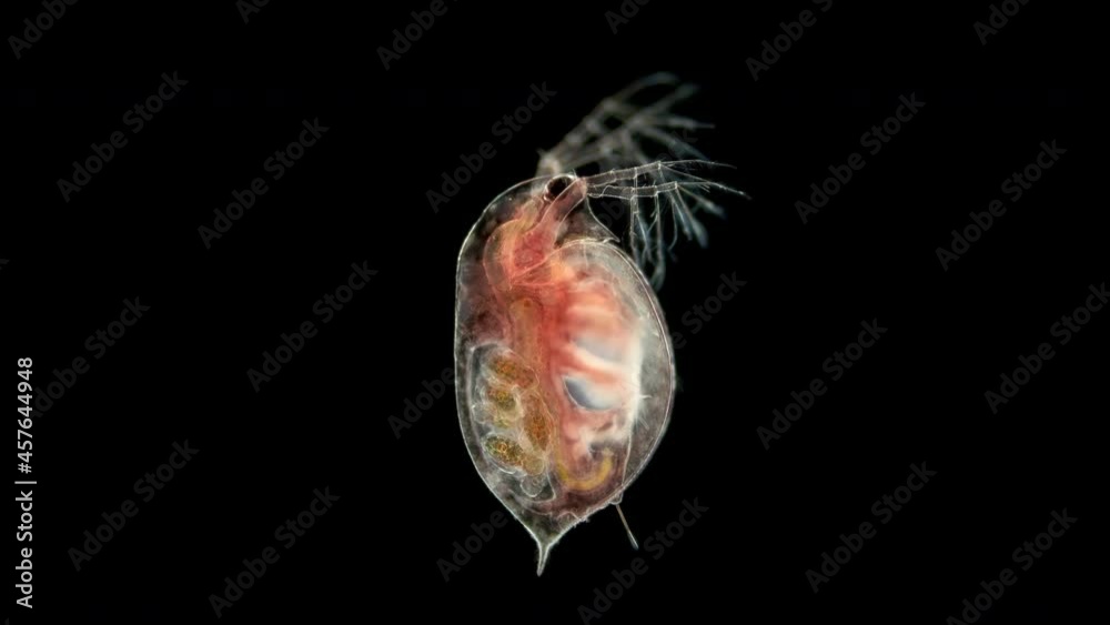 water flea Daphnia pulex under a microscope, class Branchiopoda. It is ...