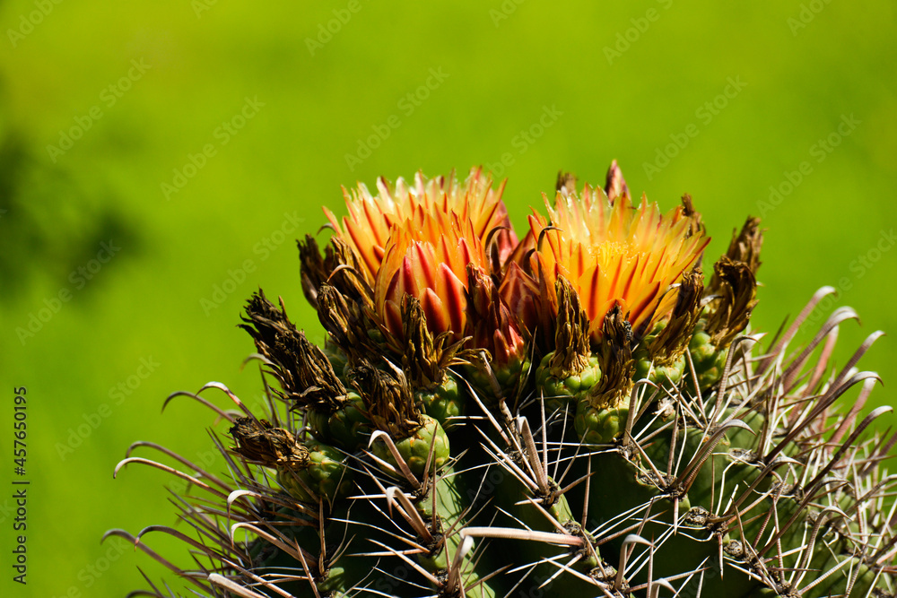 Cactus and pitayas from the land of Sinaloa in northwestern Mexico El ...