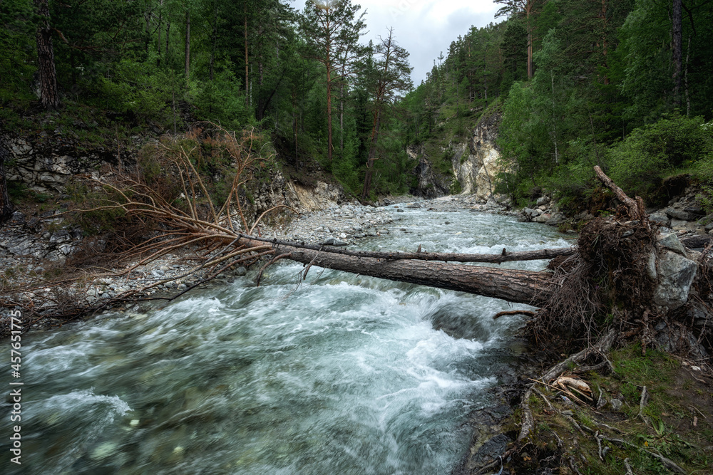 An old big tree fell on a mountain river. Natural bridge. Cold water ...