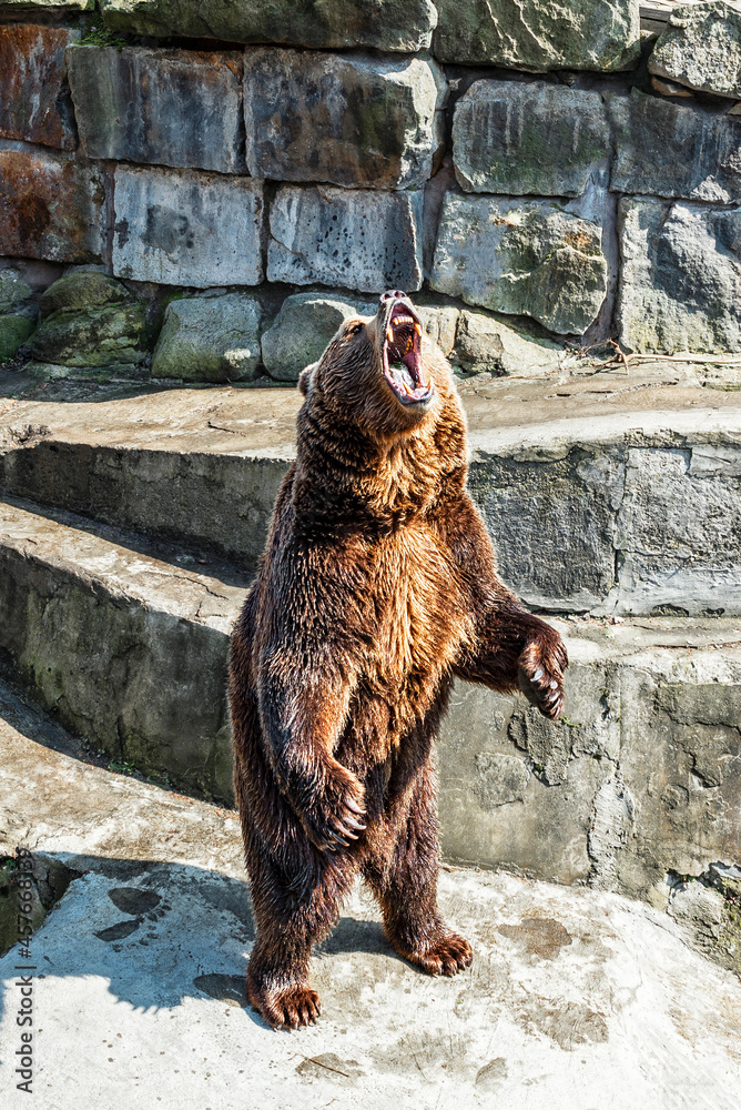An angry, ferocious brown bear roaring with its mouth open against a ...