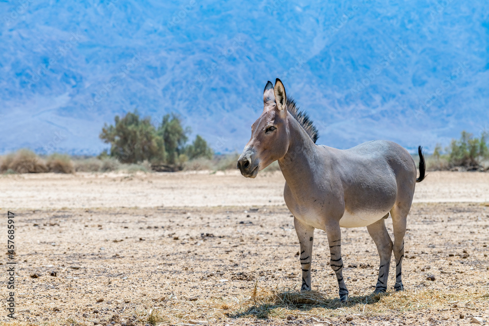 Foto de Somali wild donkey (Equus africanus) in nature reserve of the ...