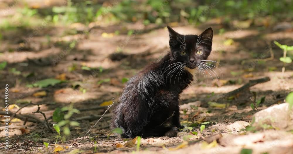 Stray kitten bitten by fleas. Stray cat is an un-owned domestic cat ...