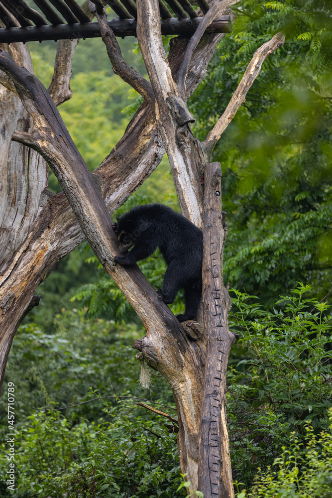 Amazing black bear are climbing in the forest and wants to play with ...