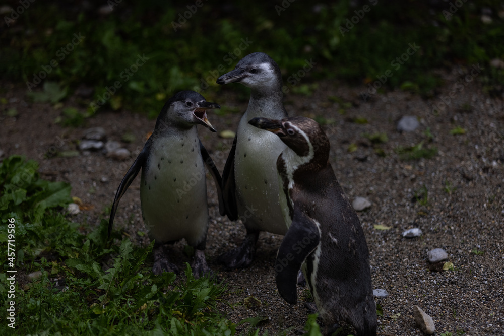 Some really cute penguins are playing together and walking through the ...