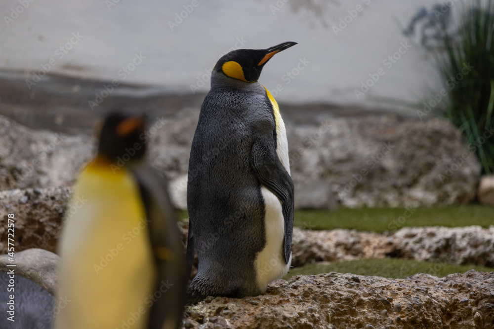 Some really cute penguins are playing together and walking through the ...