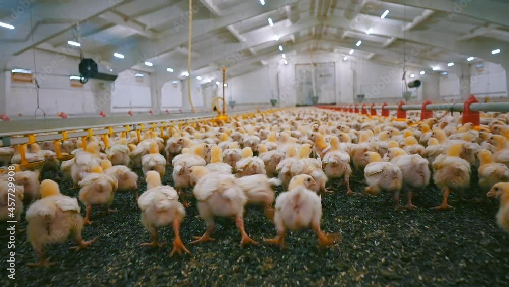 Broiler chickens growing on a poultry farm. Yellow chicks become white ...