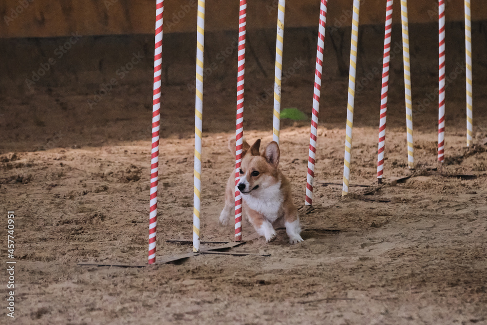 Red Welsh corgi Pembroke overcomes slalom with several vertical sticks ...