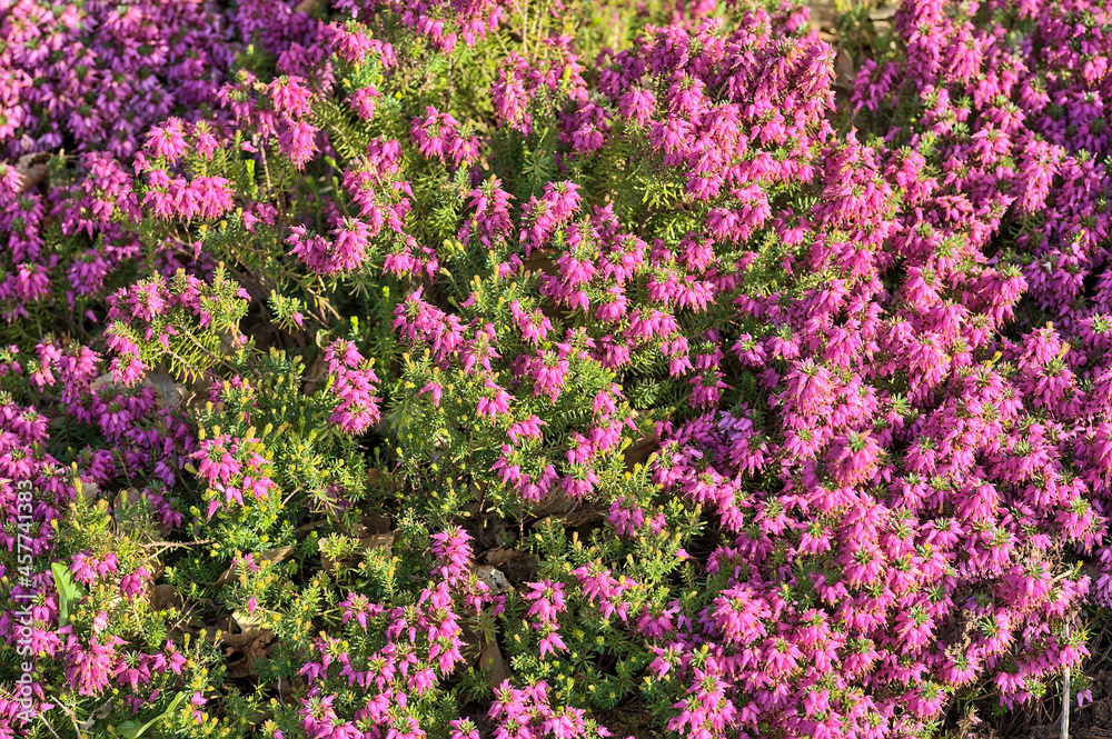 Beautiful spring background of mediterranean pink heath flowers (Erica ...