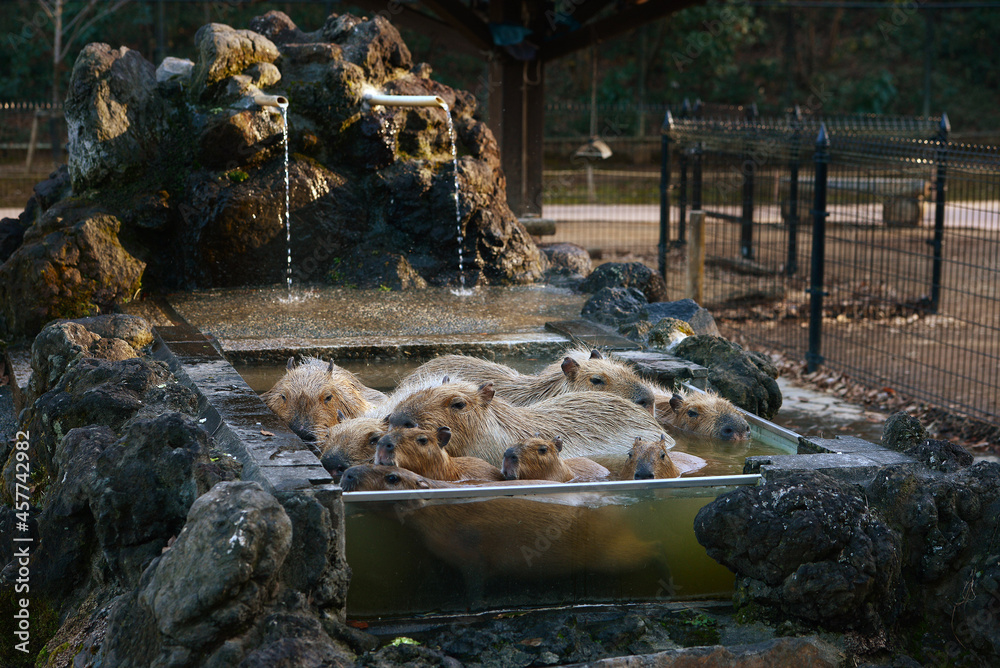 capybara onsen Stock Photo | Adobe Stock