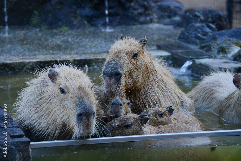 capybara onsen Stock Photo | Adobe Stock