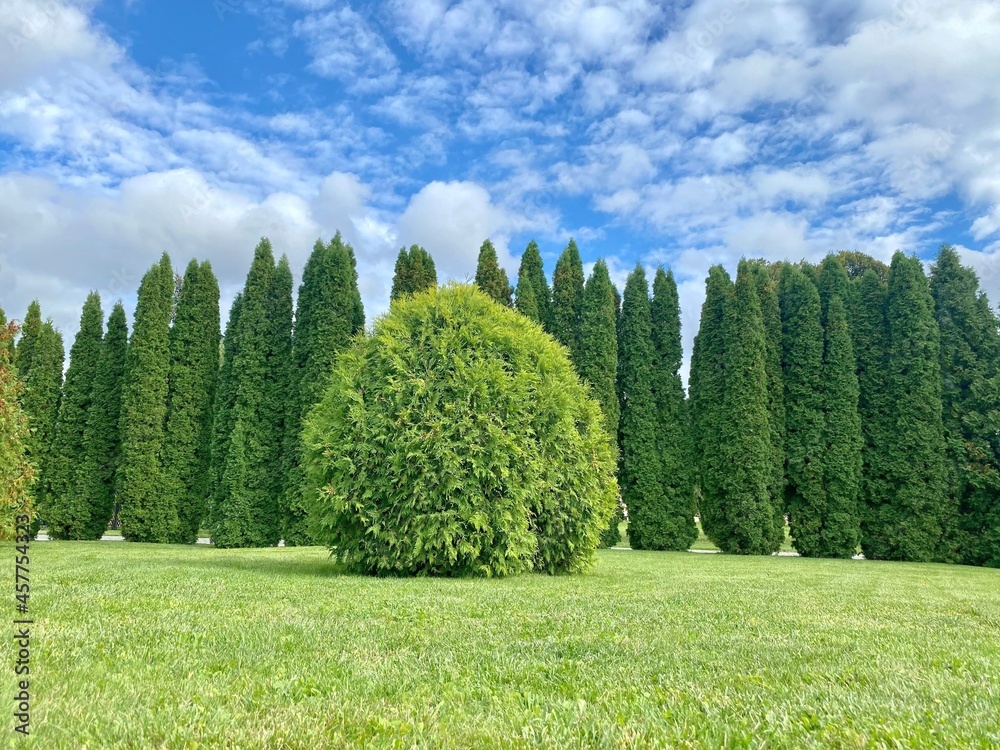 Thuja occidentalis American Pillar shrub. American Pillar Arborvitae ...