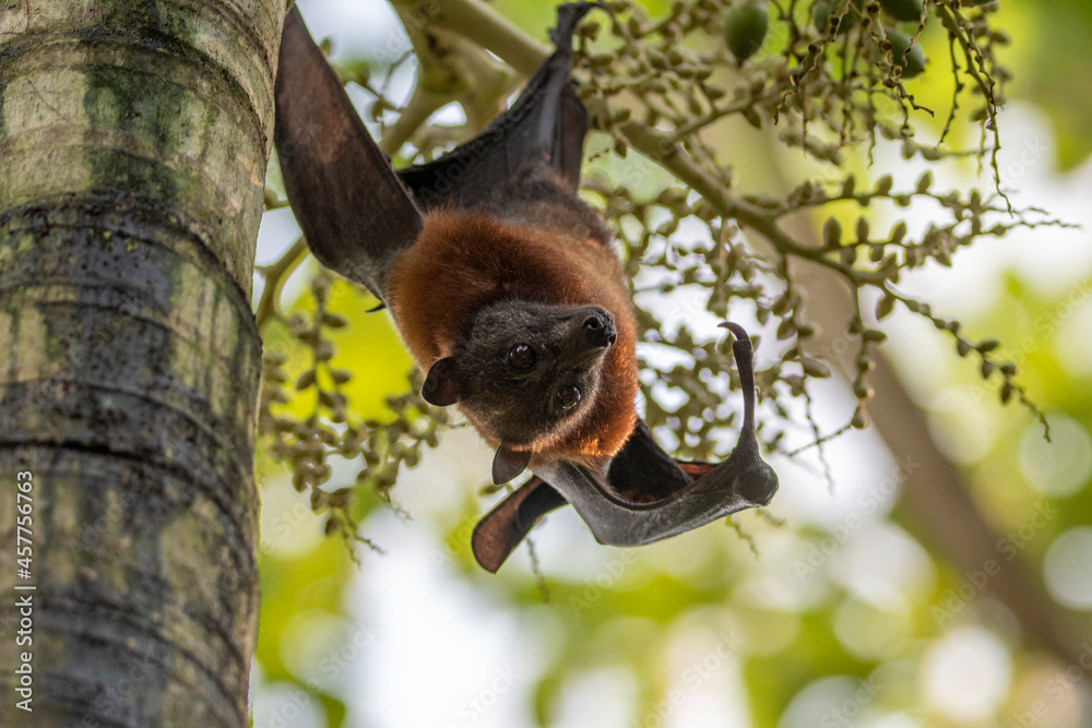 flying fox south east asia Stock Photo | Adobe Stock