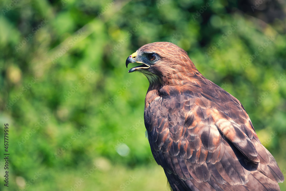 Red Tailed Hawk Close-Up: An extreme close-up view of the head and ...