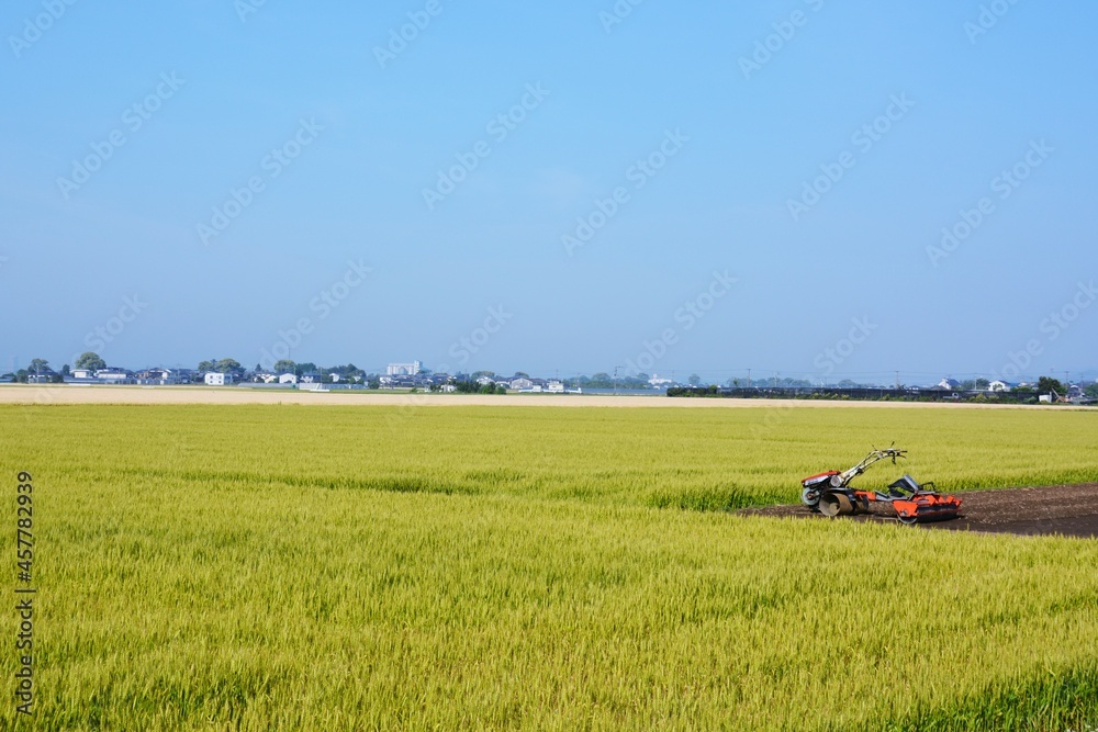 Wheat cultivation. In Japan, seeds are sown around October and ...