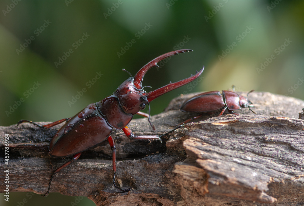 Male and female stag beetles in the mating season , Prosopocoilus ...