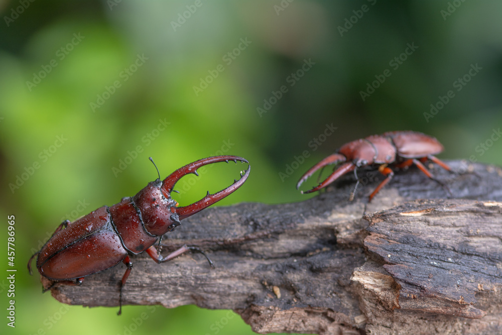 Two male stag beetles in the mating season , Prosopocoilus astacoides ...