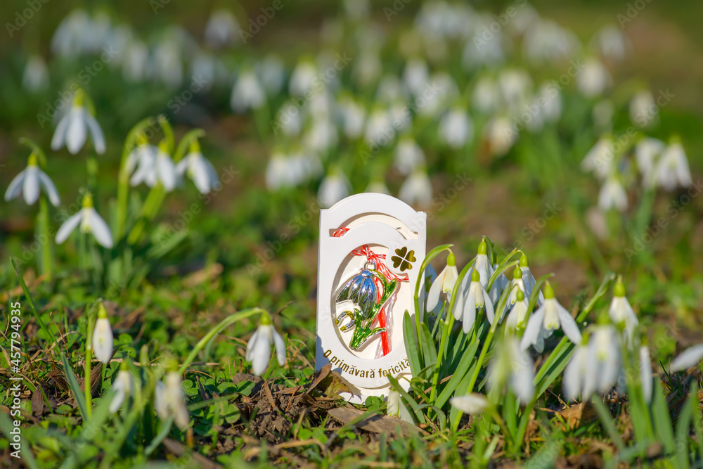 Martisor and snowdrops on wooden floor. 1st of March Romanian eastern ...