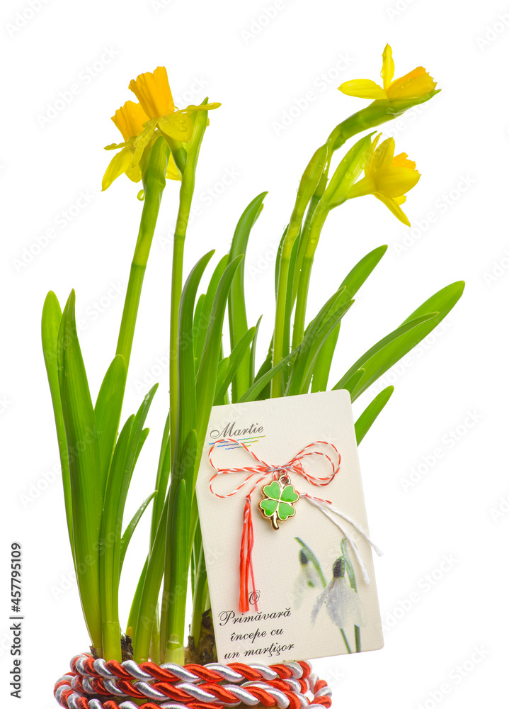 Martisor and daffodils on white background. 1st of March Romanian ...