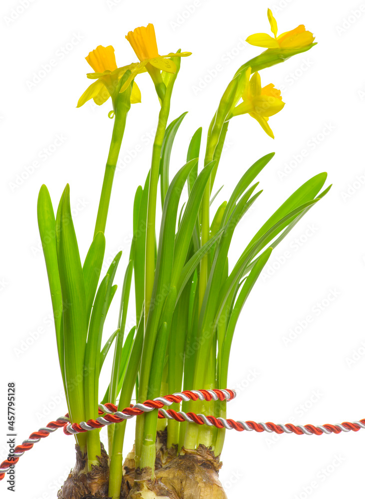 Martisor and daffodils on white background. 1st of March Romanian ...