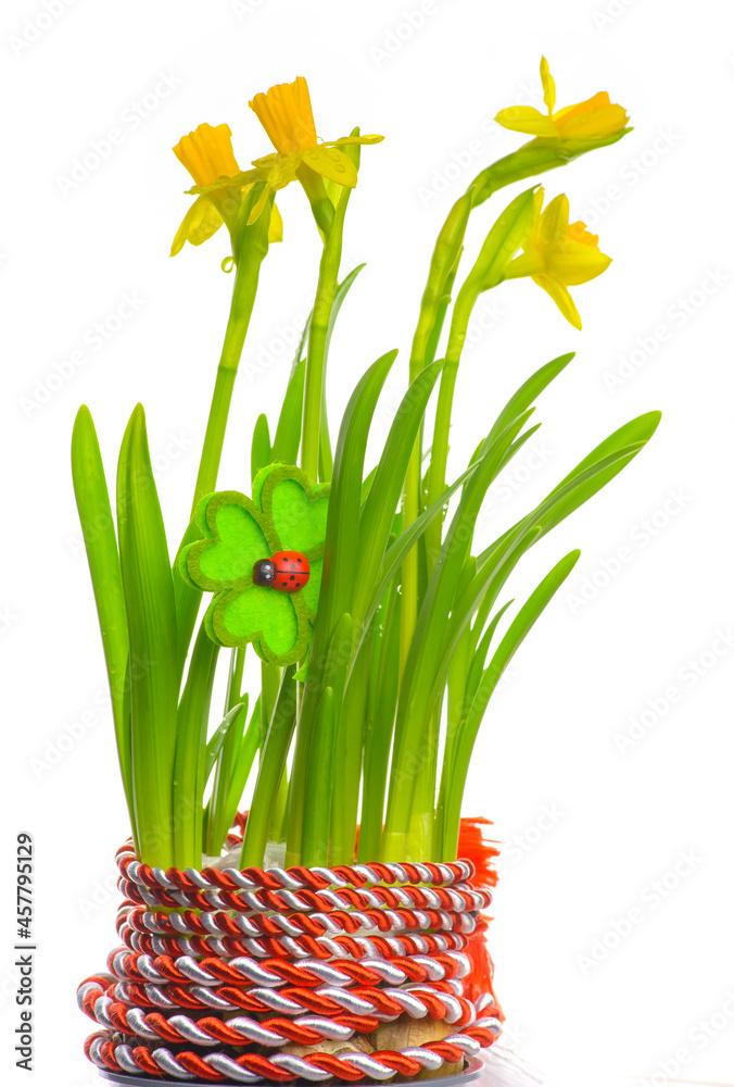Martisor and daffodils on white background. 1st of March Romanian ...