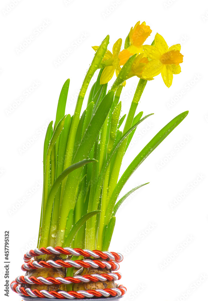 Martisor and daffodils on white background. 1st of March Romanian ...