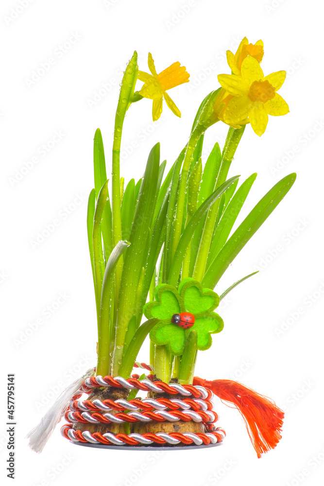 Martisor and daffodils on white background. 1st of March Romanian ...