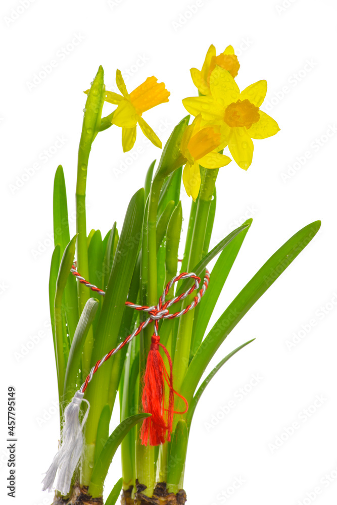 Martisor and daffodils on white background. 1st of March Romanian ...