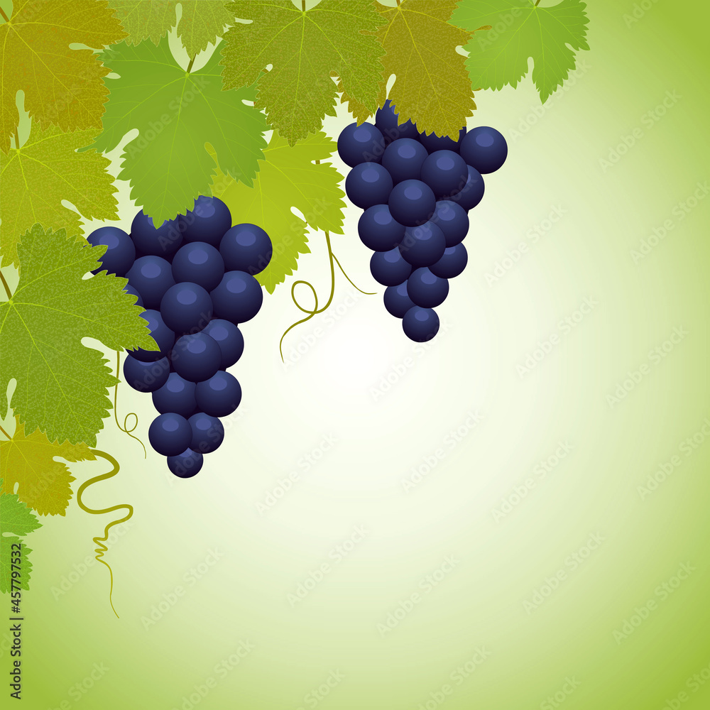 Grappes de raisins et feuilles de vigne Stock Vector | Adobe Stock