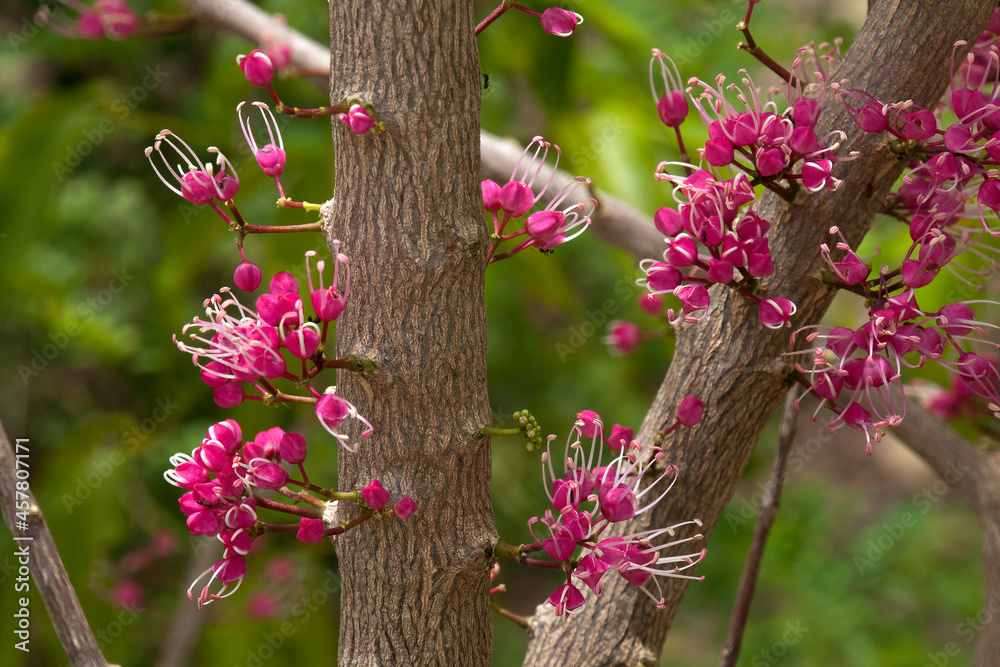 Sydney Australia, pink flowers of a native melicope rubra or little ...