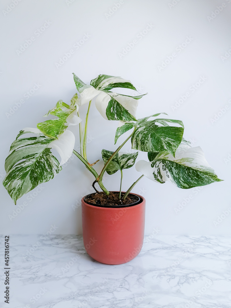 Monstera albo borsigiana or variegated monstera, full plant in a ...